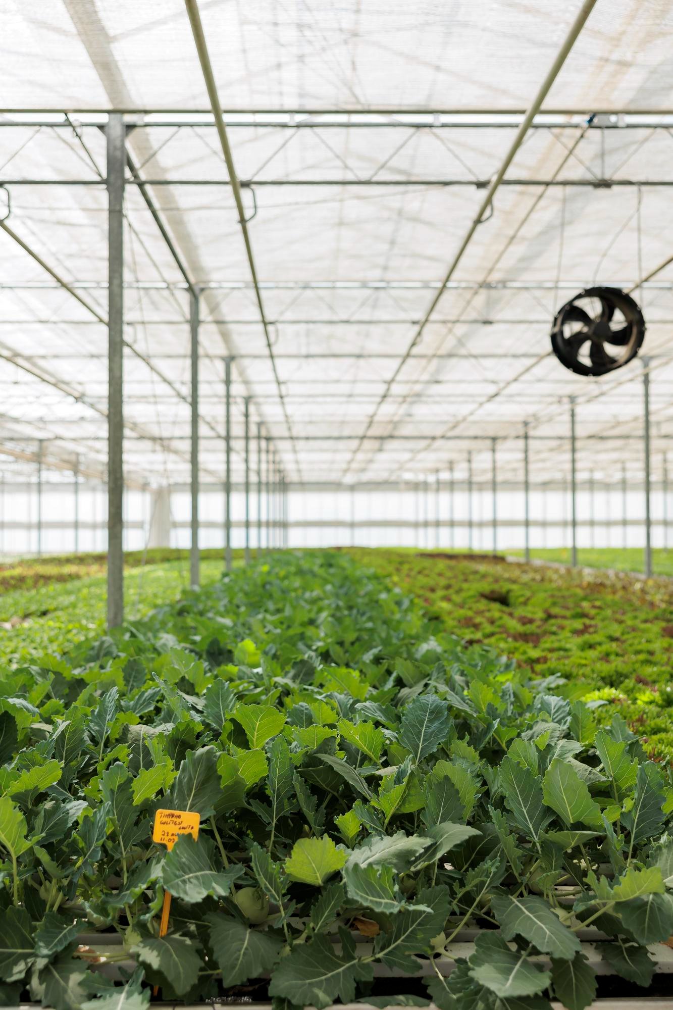 BIO NPK Biofertilizer – IPL Biologicals